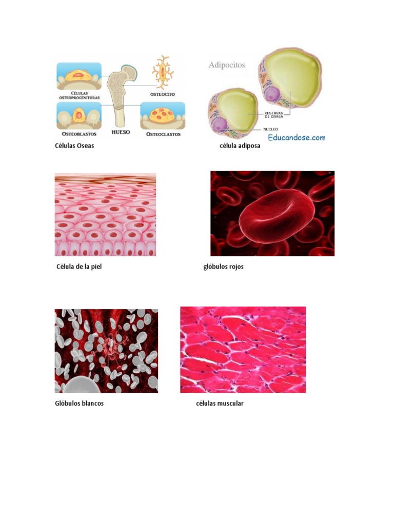 Células Oseas Célula Adiposa | PDF