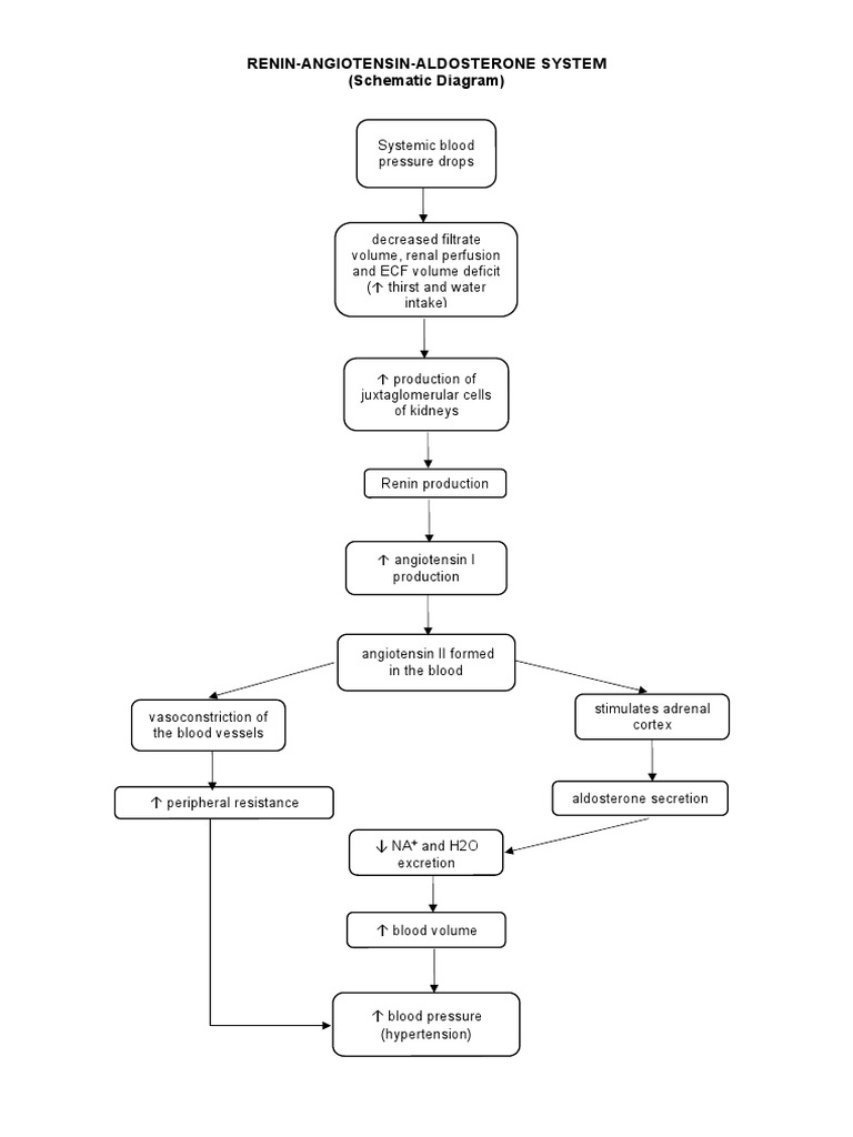Renin-Angiotensin-Aldosterone System (Schematic Diagram) | PDF
