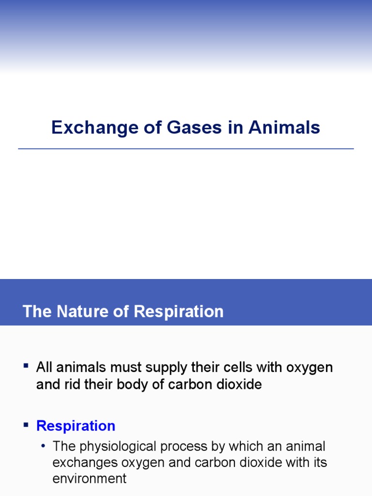 Gas Exchange Mechanisms in Animals | PDF | Respiratory System | Lung