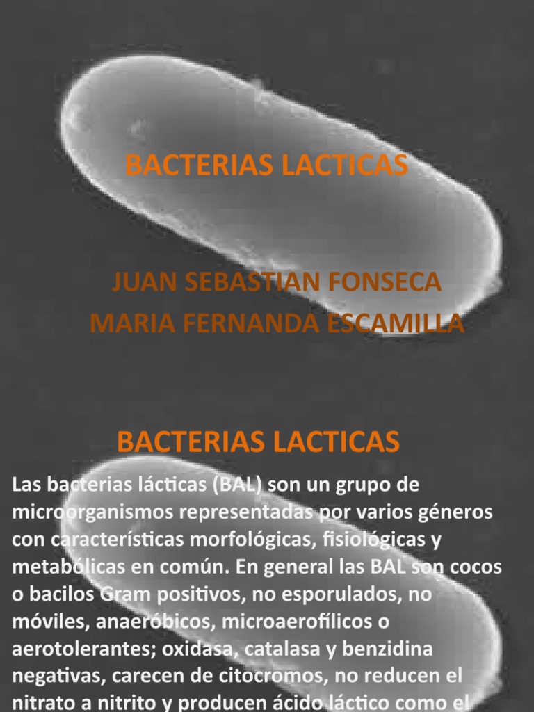 Bacterias Lácticas: Usos y Beneficios | PDF | Yogur | Microorganismo