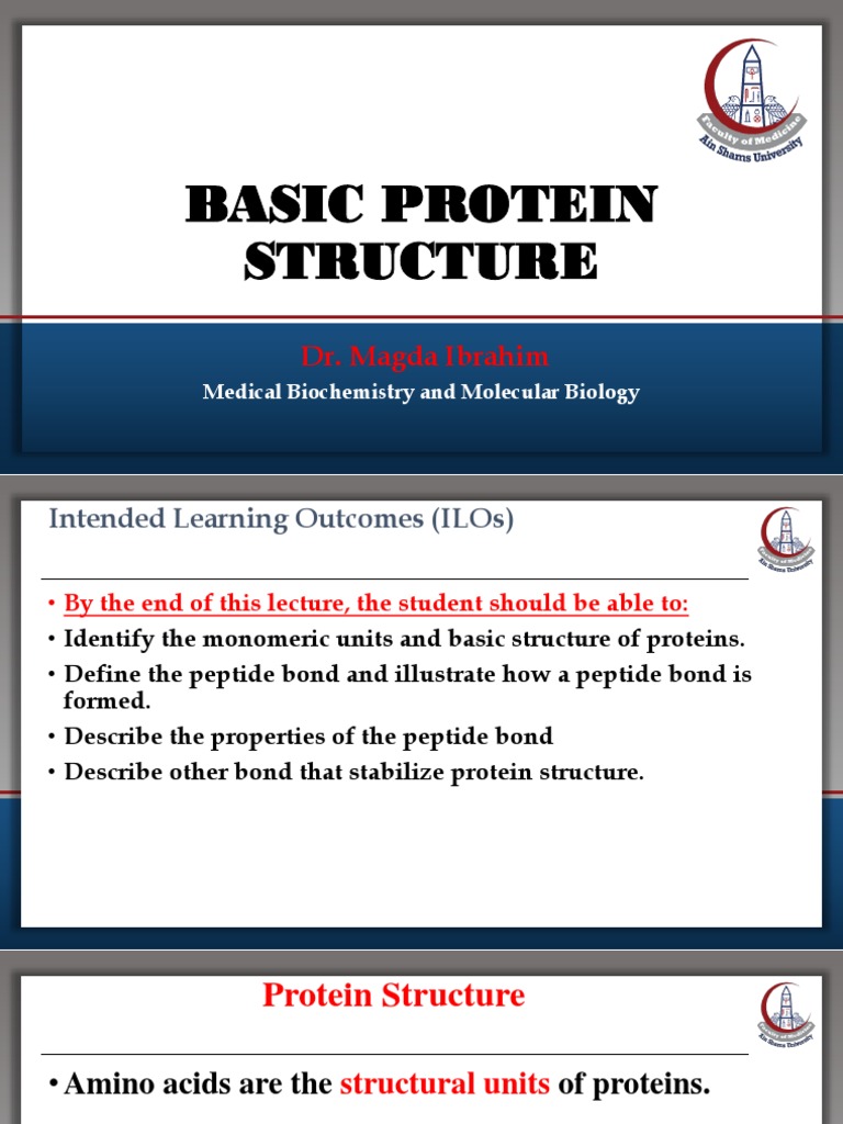 Basic Protein Structure | PDF | Hydrogen Bond | Cysteine