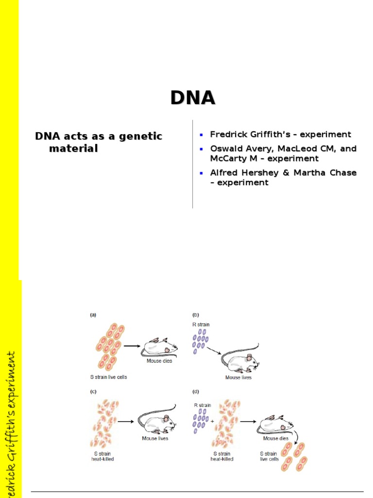 DNA Acts As A Genetic Material | PDF | Nucleic Acids | Dna