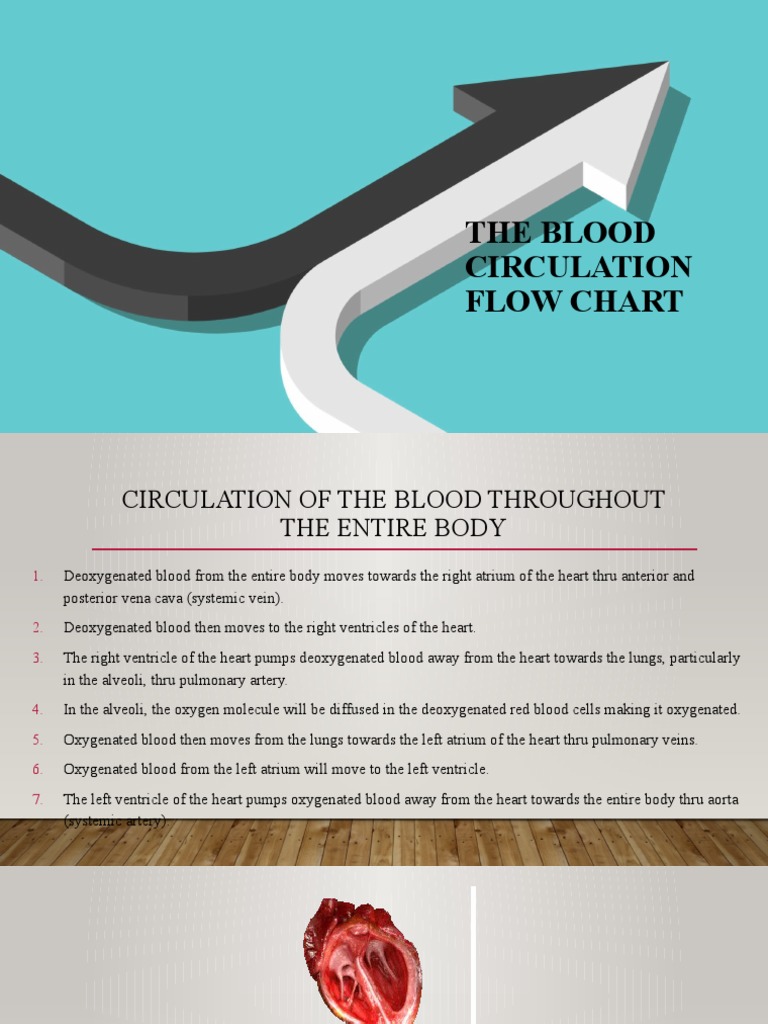 The Blood Circulation Flow Chart | PDF