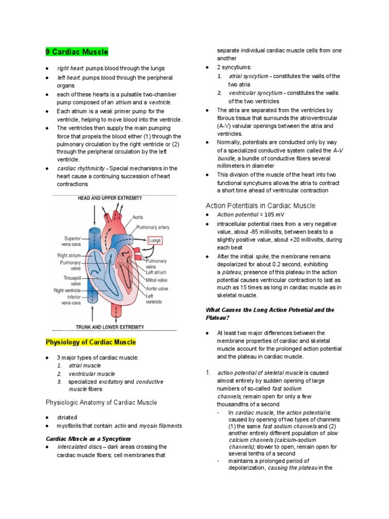 Physiology Chap9 (Cardiac Muscle) | PDF | Heart Valve | Cardiovascular ...