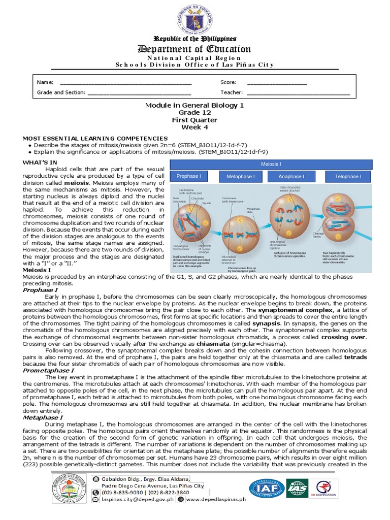 Gen Bio 1 Module Q1W4 | PDF | Meiosis | Mitosis