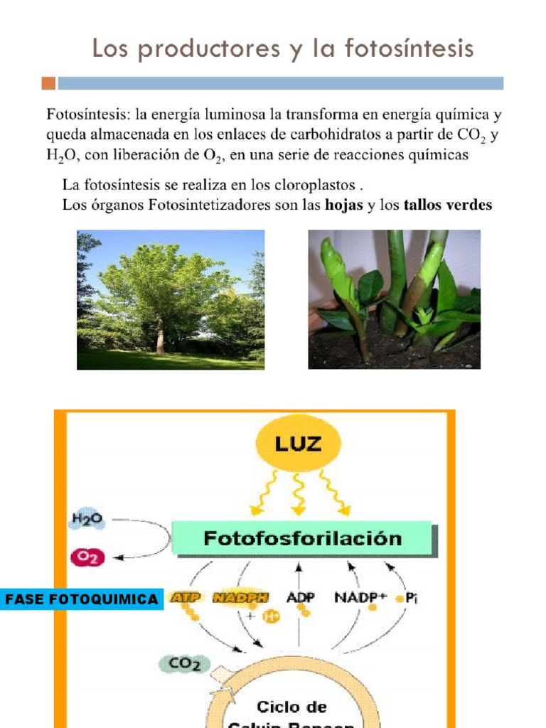 Clase 9 Fotosintesis de C3 y C4 | PDF | Fotosíntesis | Biología Molecular