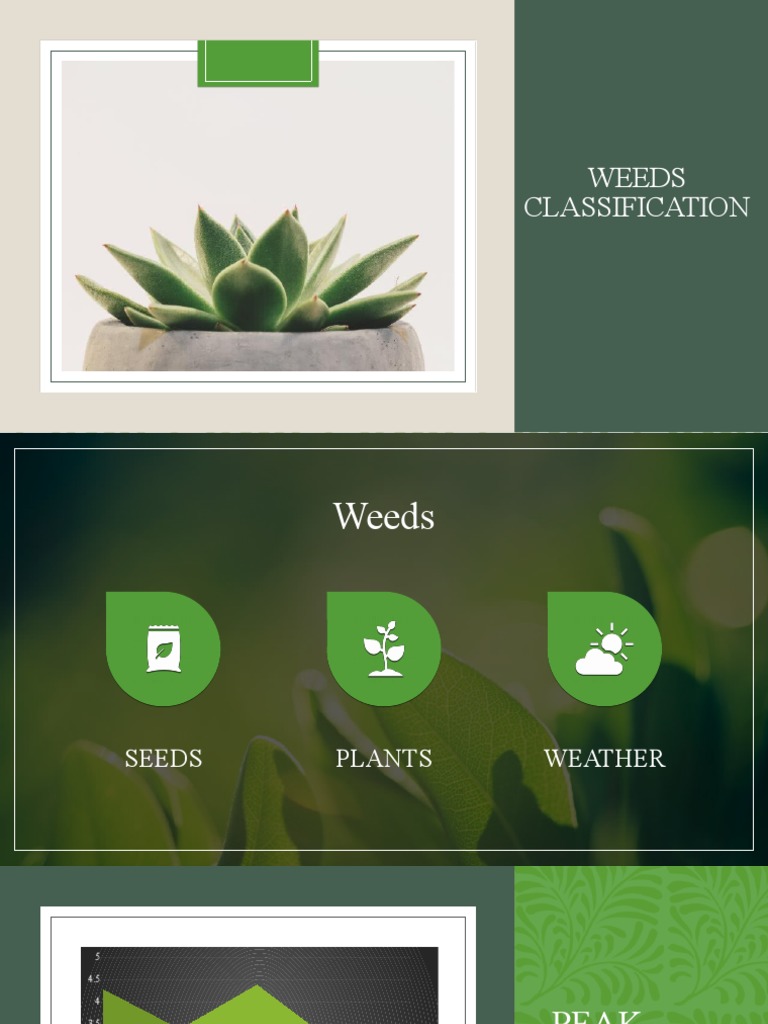 Weeds Classification | PDF
