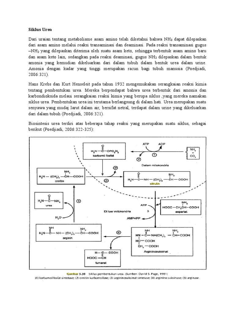 Siklus Urea | PDF