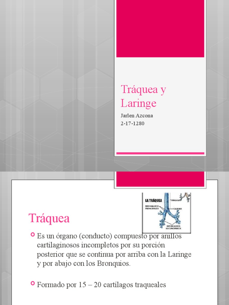 Tráquea y Laringe | PDF | Laringe | Cabeza y cuello humanos