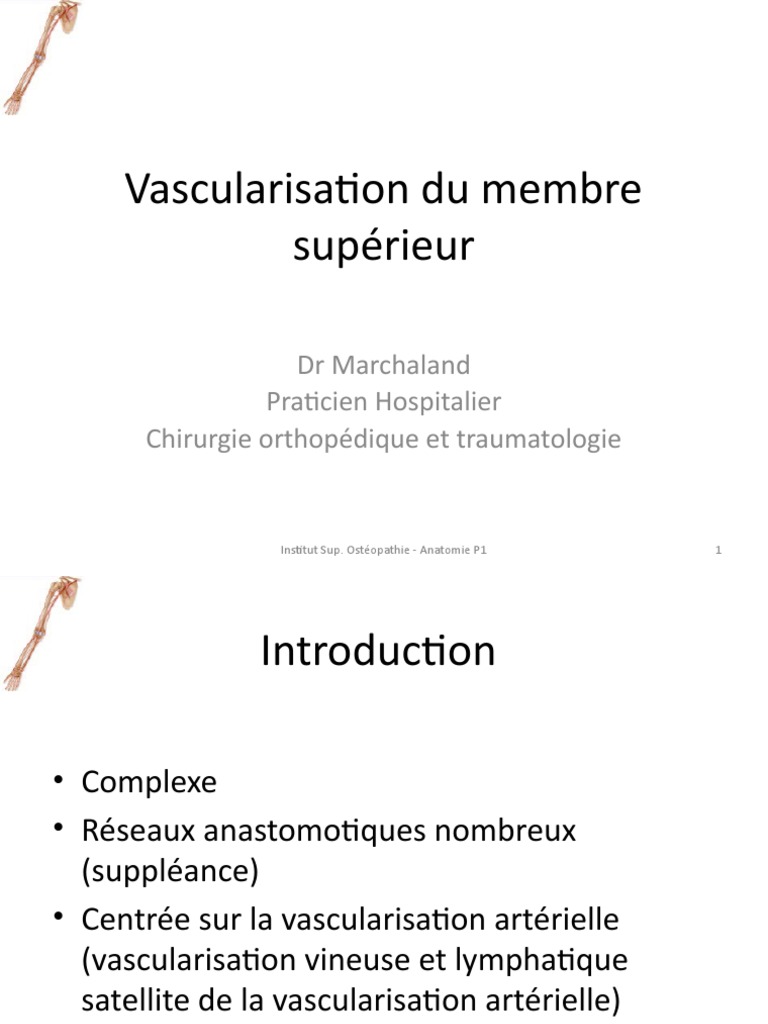 Vascularisation MS | PDF | Main | Angiologie