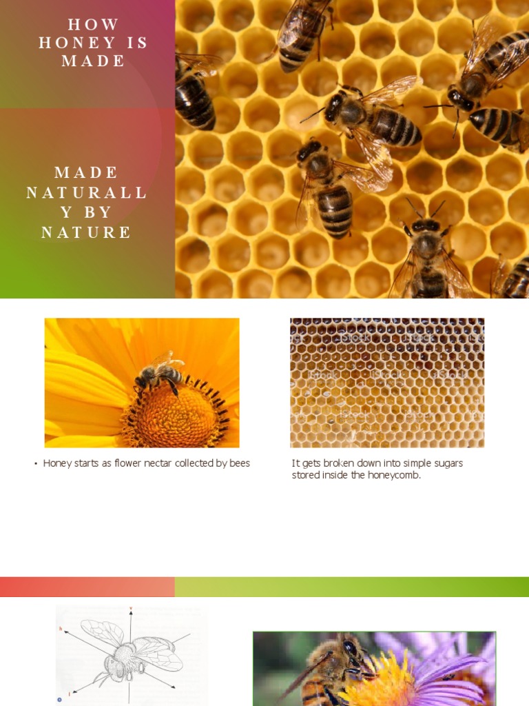Honey Bee | PDF