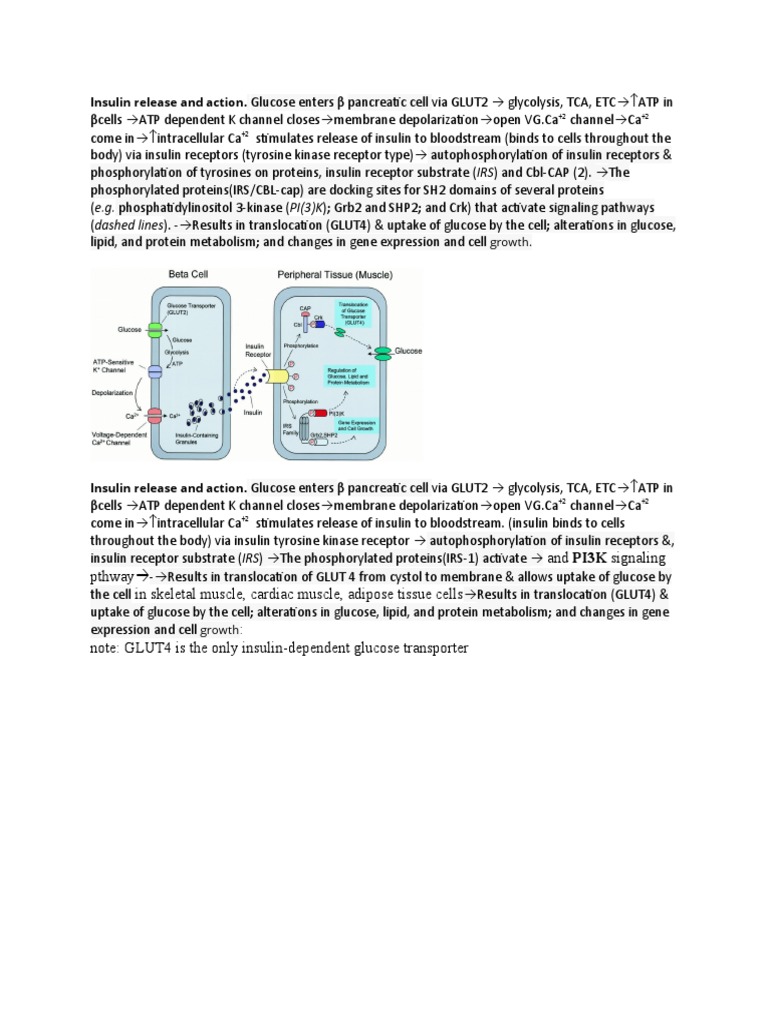 Insulin Release and Action Mechanism | PDF