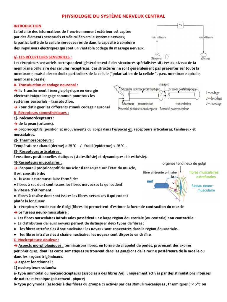 Physiologie Du Système Nerveux | PDF | Cervelet | Nerf