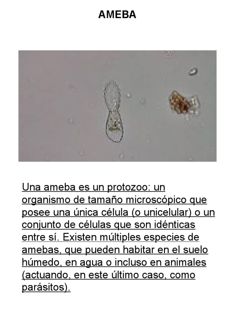 AMIBA | PDF | Hogar, jardinería y bricolaje