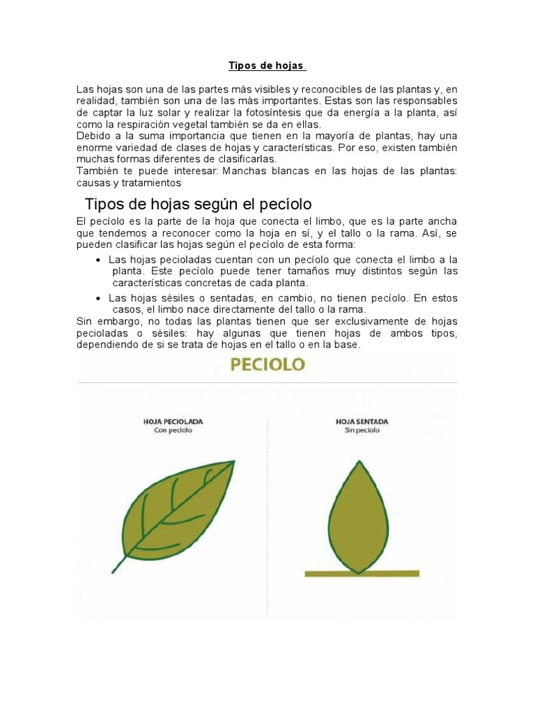 Tipos de Hojas | PDF | Hoja | Tallo de la planta