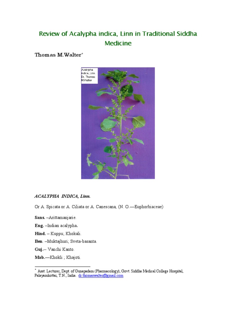 Acalypha Indica - Medicinal Properties | PDF | Pub Med | Wellness