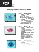 Atlas Sedimen Urin | PDF