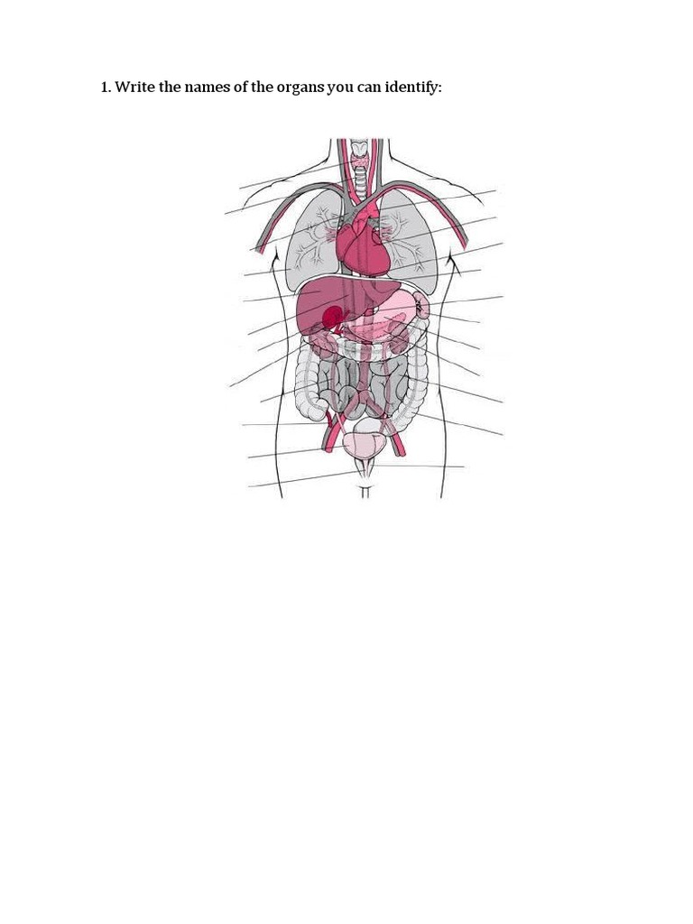 Identify Human Organs List | PDF