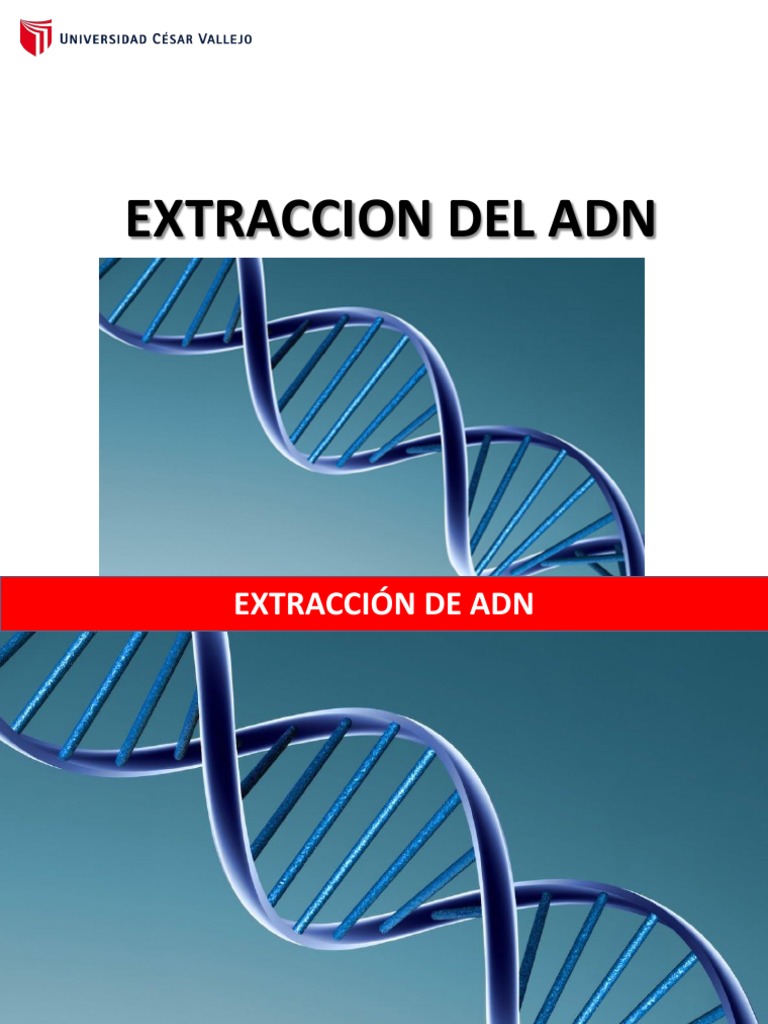 Practica - Extraccion Del Adn - Vegetal | PDF | Adn | Biología Celular)