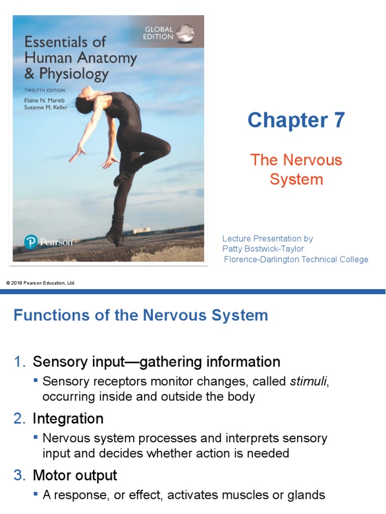 The Nervous System: Lecture Presentation by Patty Bostwick-Taylor ...