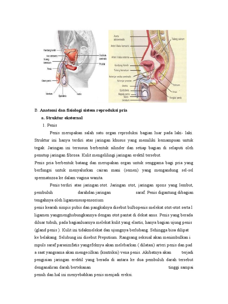 Anatomi Dan Fisiologi Sistem Reproduksi Pria | PDF