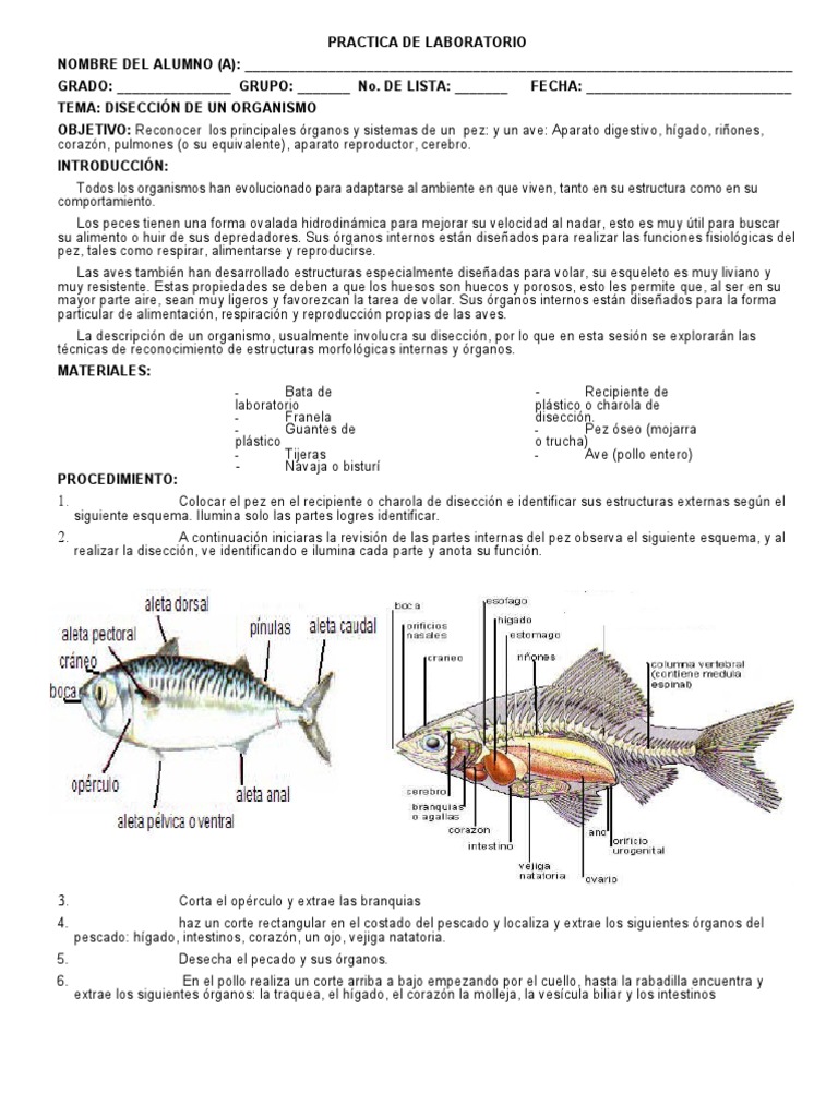 Practica de Diseccion de Un Organismo | PDF | Aves | Termorregulación