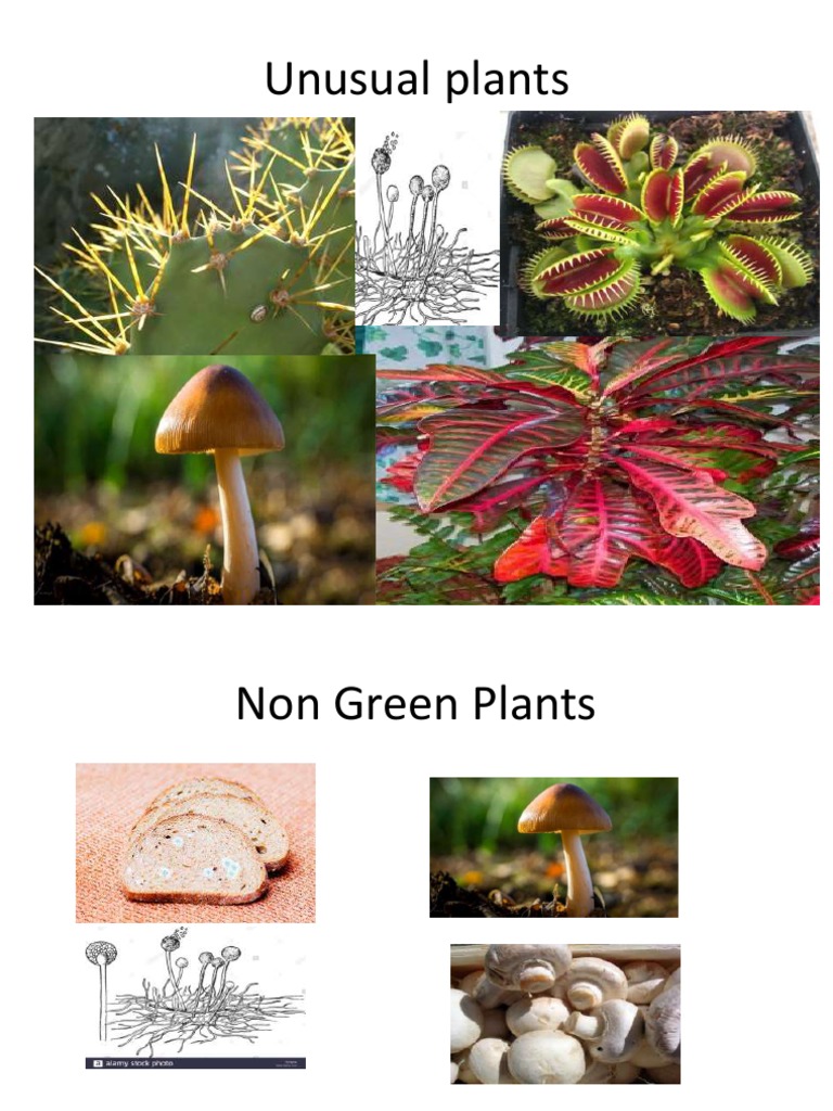 Unusual Non-Green Plants for Class 4 | PDF