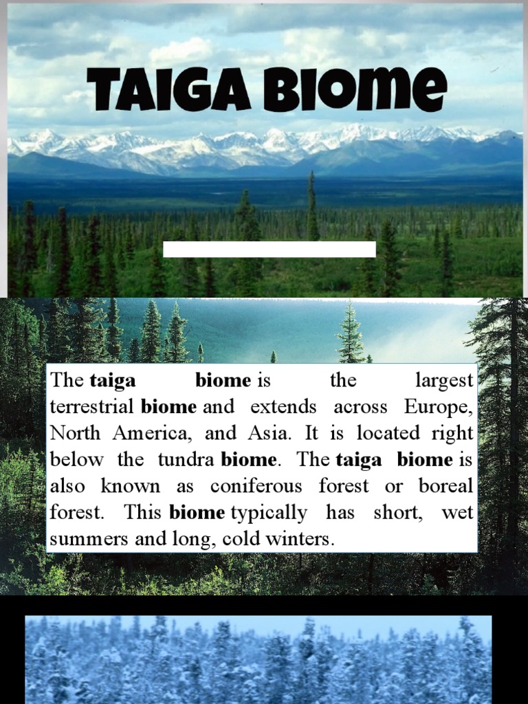Taiga by John Rey | PDF | Forests | Deforestation