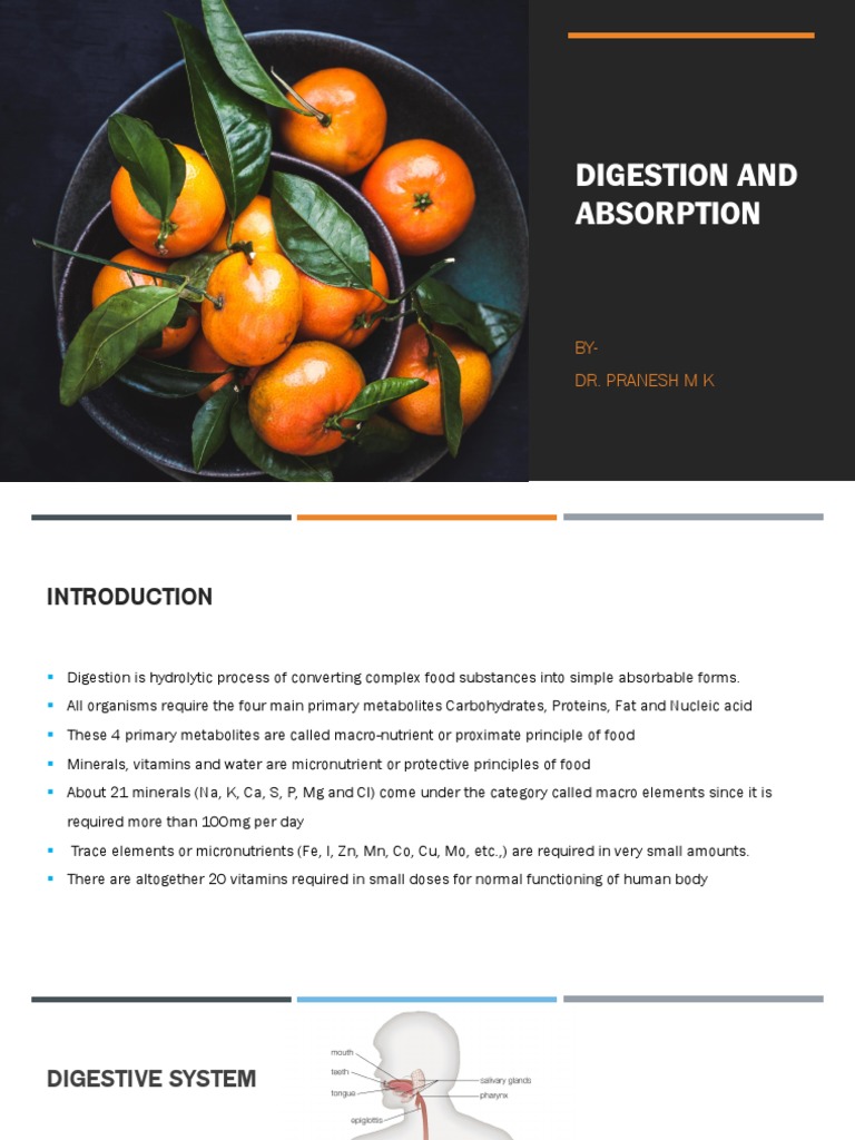 Human Digestive System | PDF | Digestion | Stomach