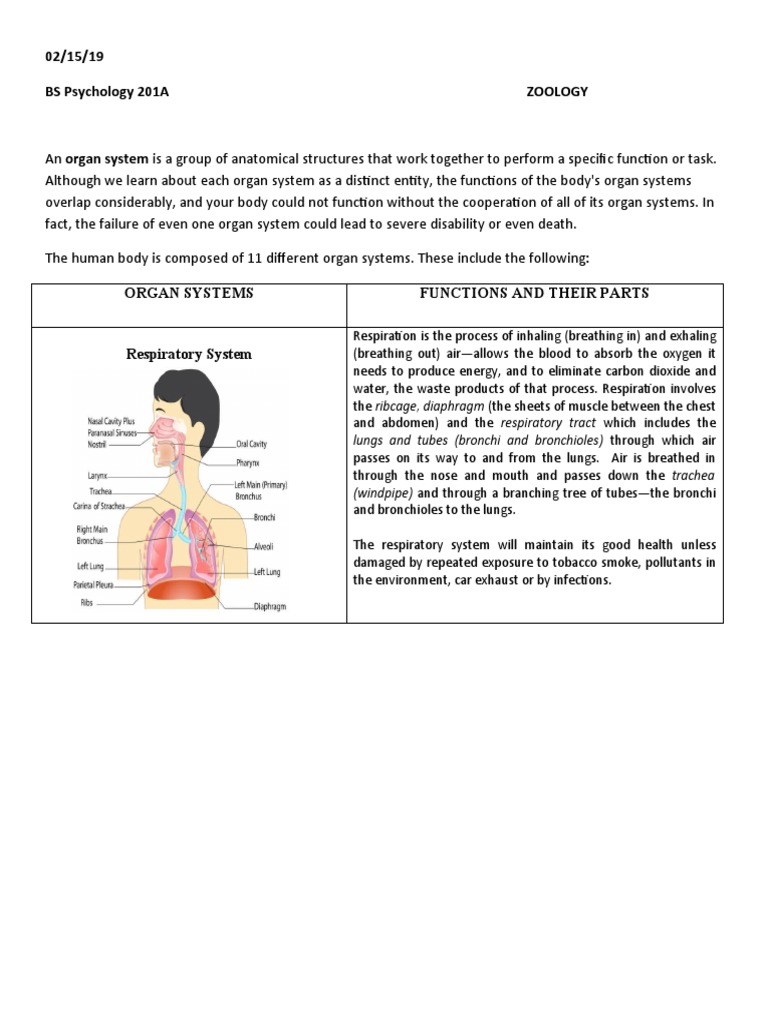 Organ System | PDF | Reproductive System | Human Body