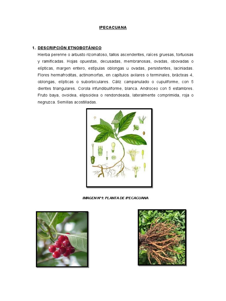 Propiedades y Usos de Ipecacuana | PDF | Vómitos | Digestión