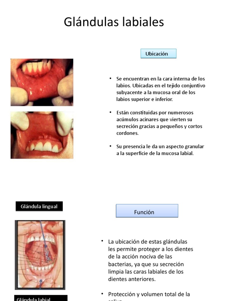 Glándulas Labiales | PDF