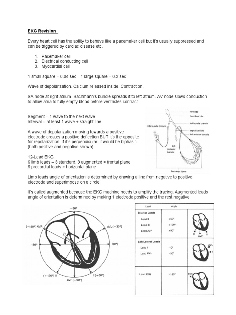 EKG Revision Guide for Heart Cells and Electrical Conduction | PDF