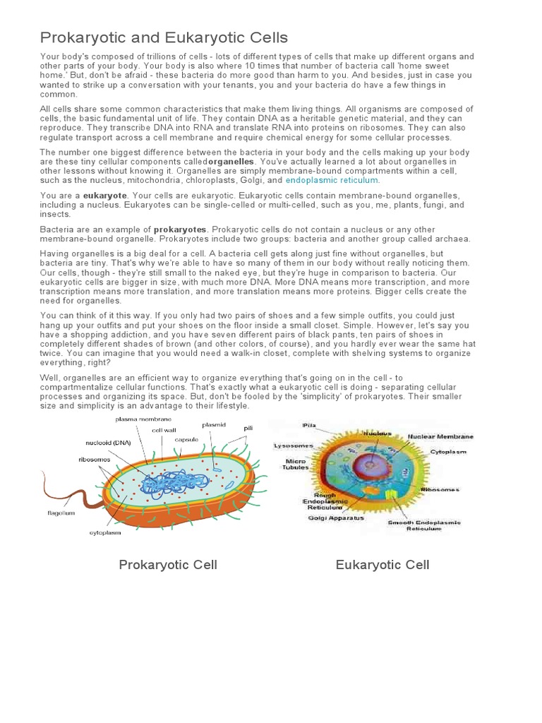 The Differences Between Prokaryotic and Eukaryotic Cells: A Comparison ...