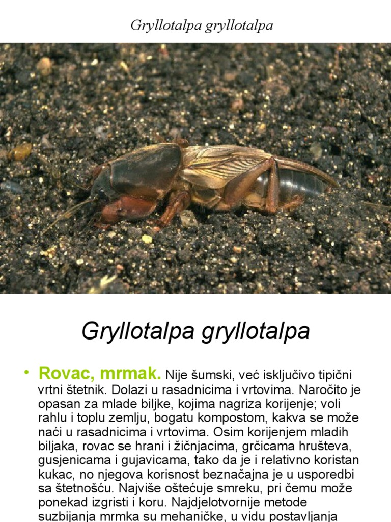 Stetocine Rasadnika | PDF