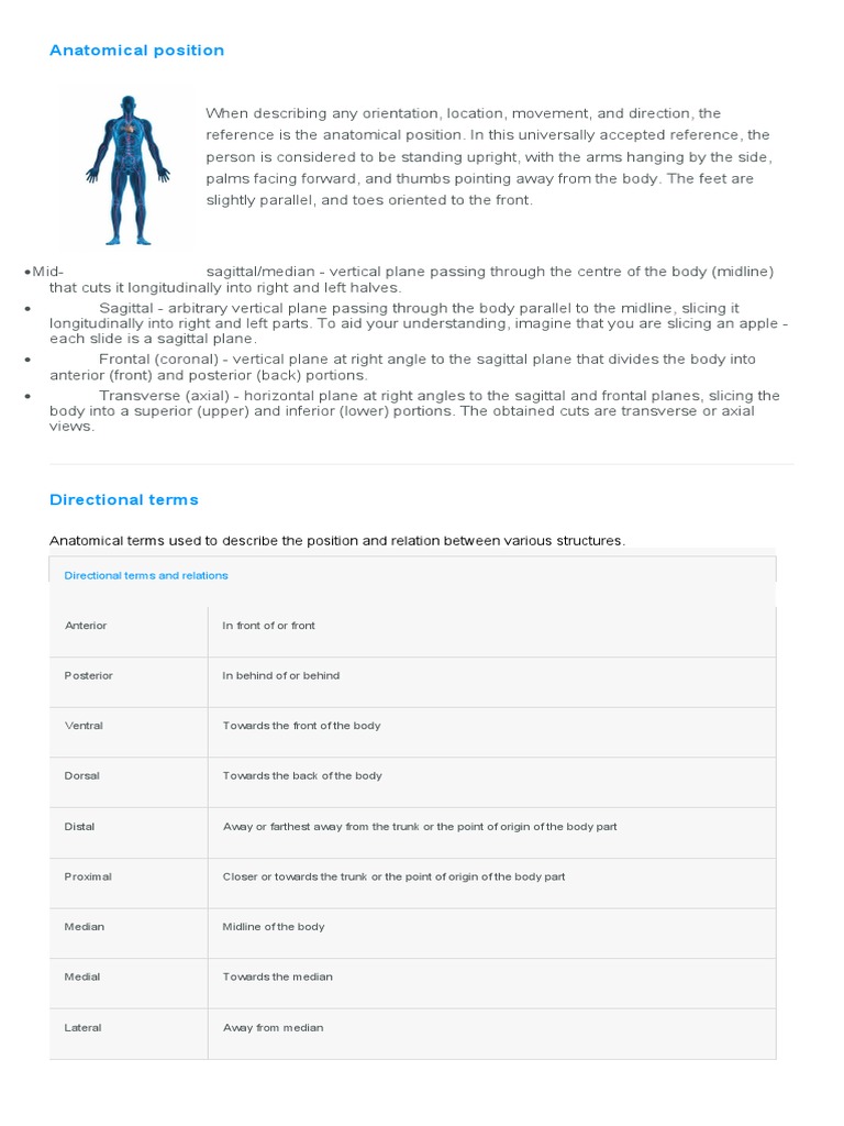 Anatomical Position | PDF | Anatomical Terms Of Motion | Anatomical ...