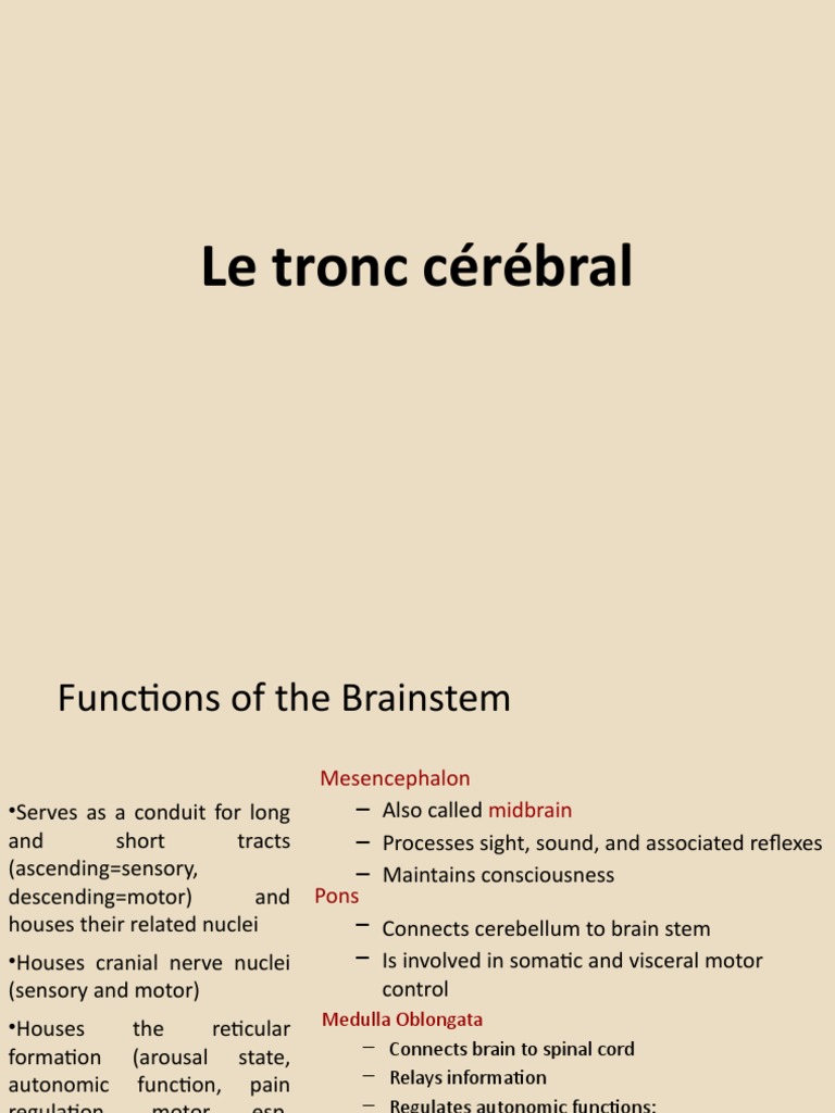 Le Tronc Cerebral | PDF | Système nerveux central | Cerveau