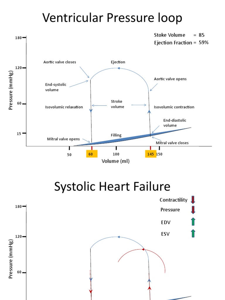 Ventricular Pressure Loop | PDF | Ventricle (Heart) | Heart Valve