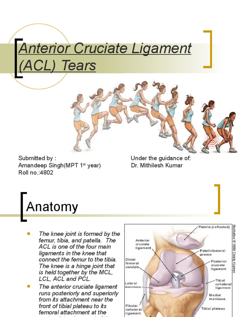 Anterior Cruciate Ligament | Joints | Injury