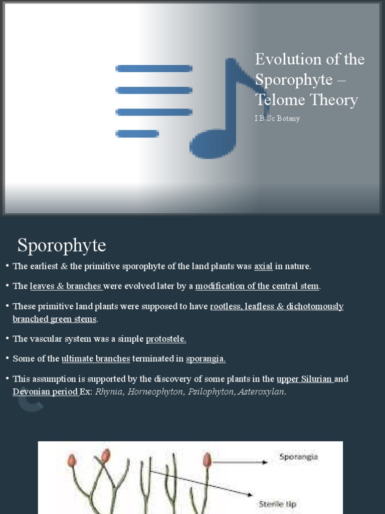 I B.SC Botany-Evolution of The Sporophyte - Telome Theory | PDF | Leaf ...