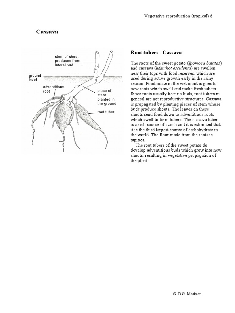 Plants VR Tropical 06 Cassava | PDF