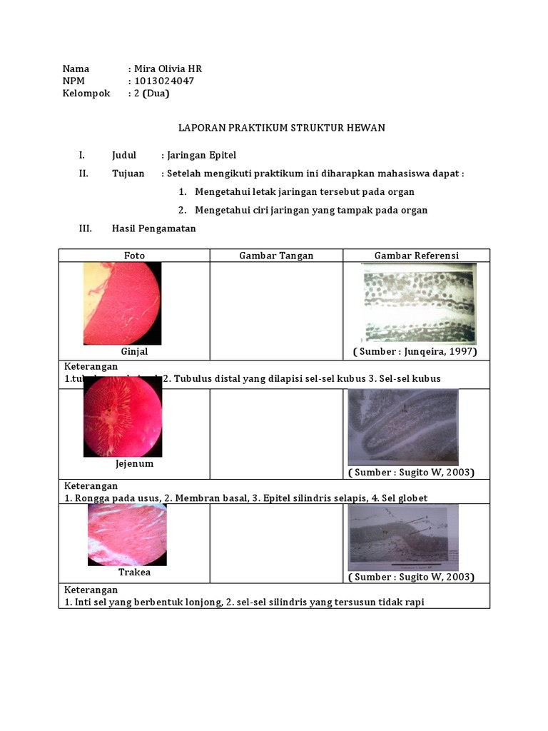 Laporan Praktikum Jaringan Epitel | PDF