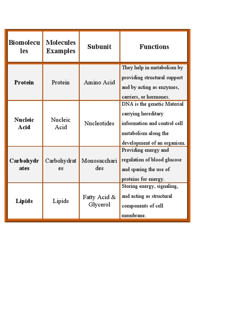Biomolecu Les Molecules Examples Subunit Functions: Protein Amino Acid ...