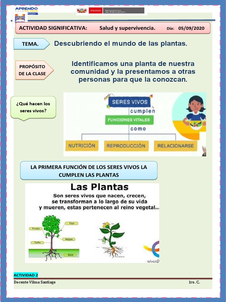 Descubriendo El Mundo de Las Plantas | PDF