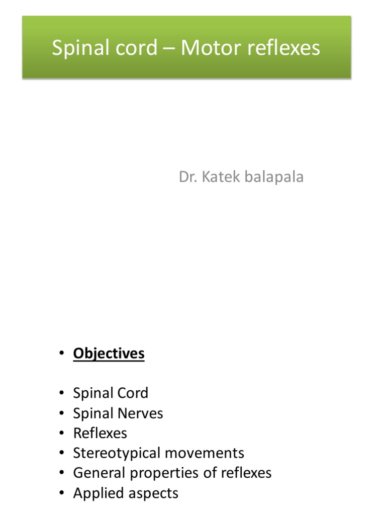 Apex - Motor-Reflexes | PDF | Spinal Cord | Motor Neuron