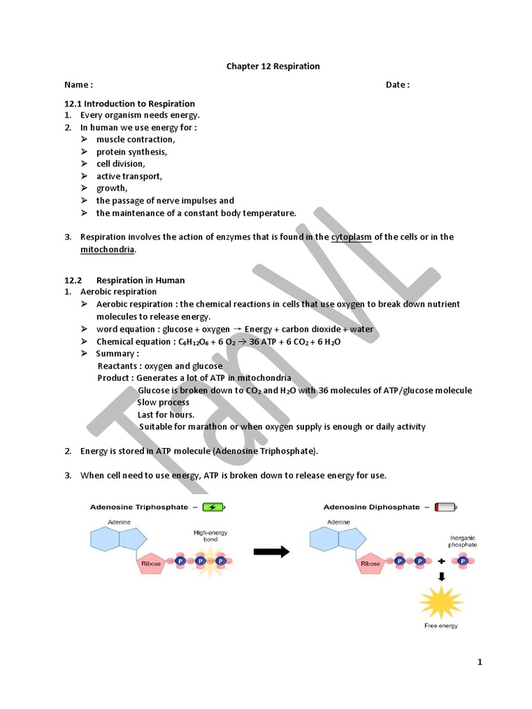 Respiration Notes | PDF | Cellular Respiration | Fermentation