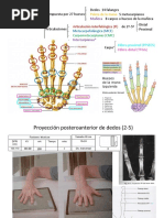 Foramen Ciego: Fosa Craneal Anterior | PDF | Sistema esquelético ...