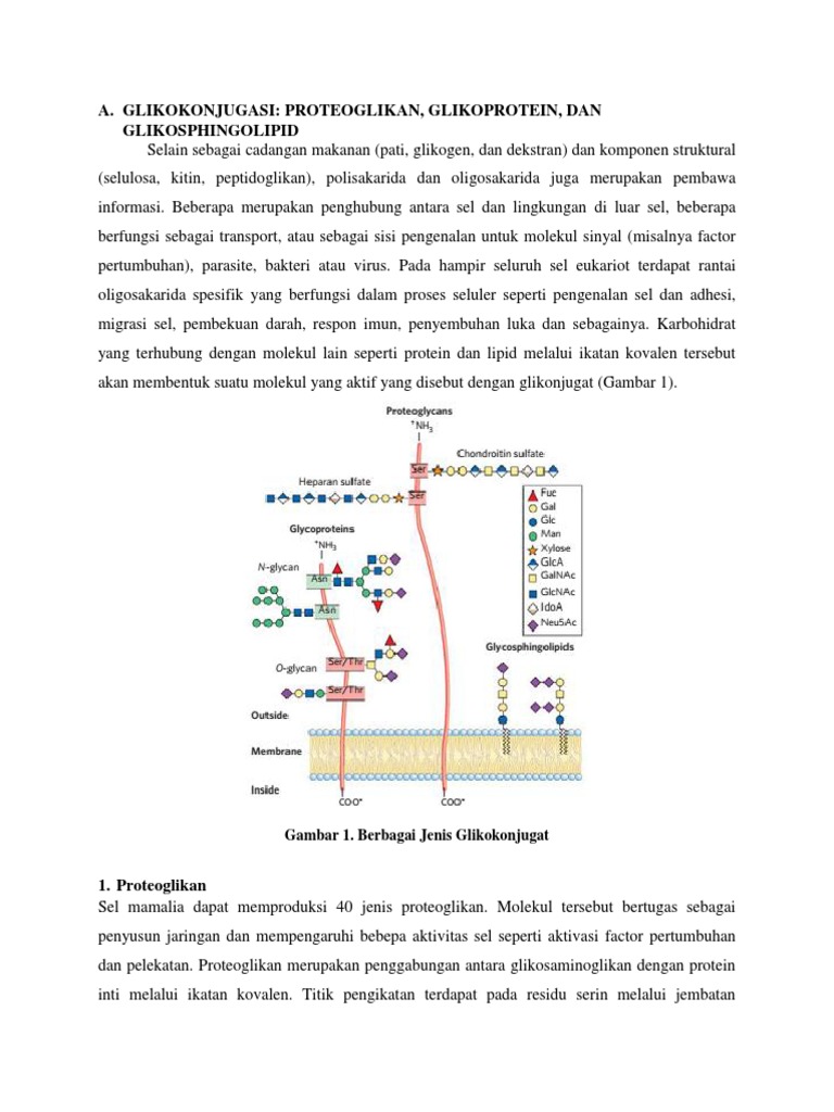 Glikokonjugat: Proteoglikan dan Glikoprotein | PDF | Sains & Matematika