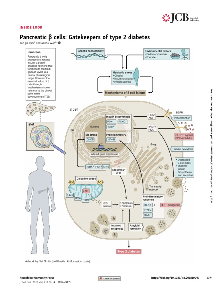 Pancreatic β cells Gatekeepers of type 2 diabetes | PDF | Insulin ...