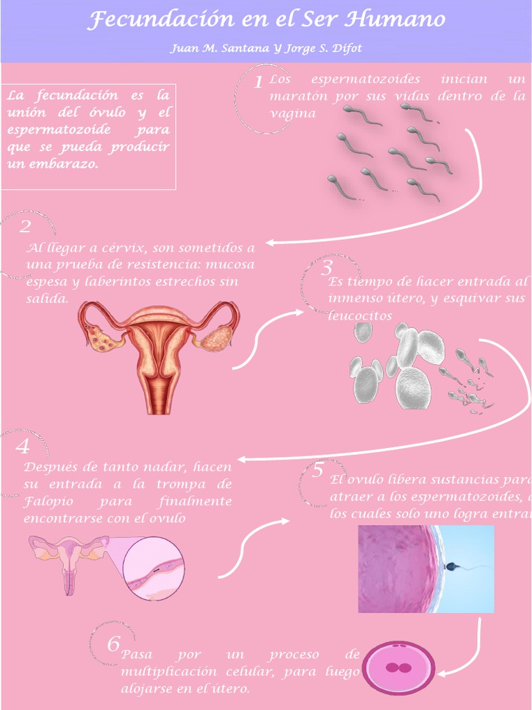 Infografia Sobre La Fecundacion | PDF